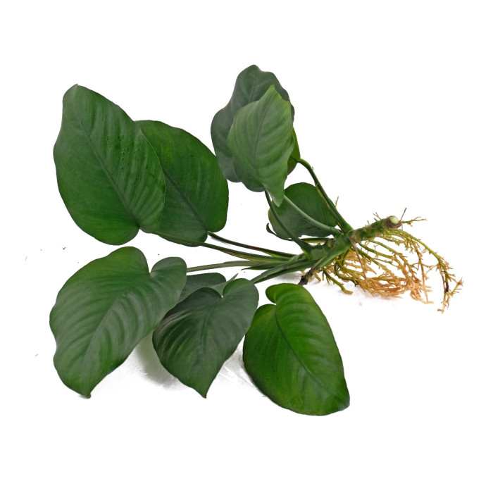 Anubias Barteri 'Broad Leaf'