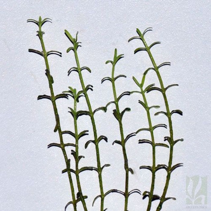Microcarpaea Minima by www.AquariumPlantShop.com