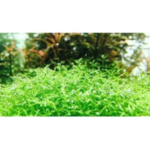 TISSUE CULTURE PLANTS