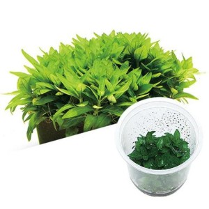 ALL AQUARIUM PLANTS